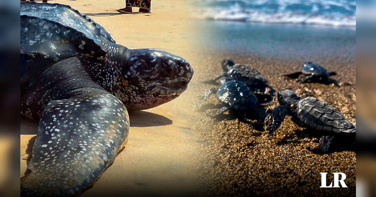La tortuga marina más grande del mundo está en Sudamérica: única ...