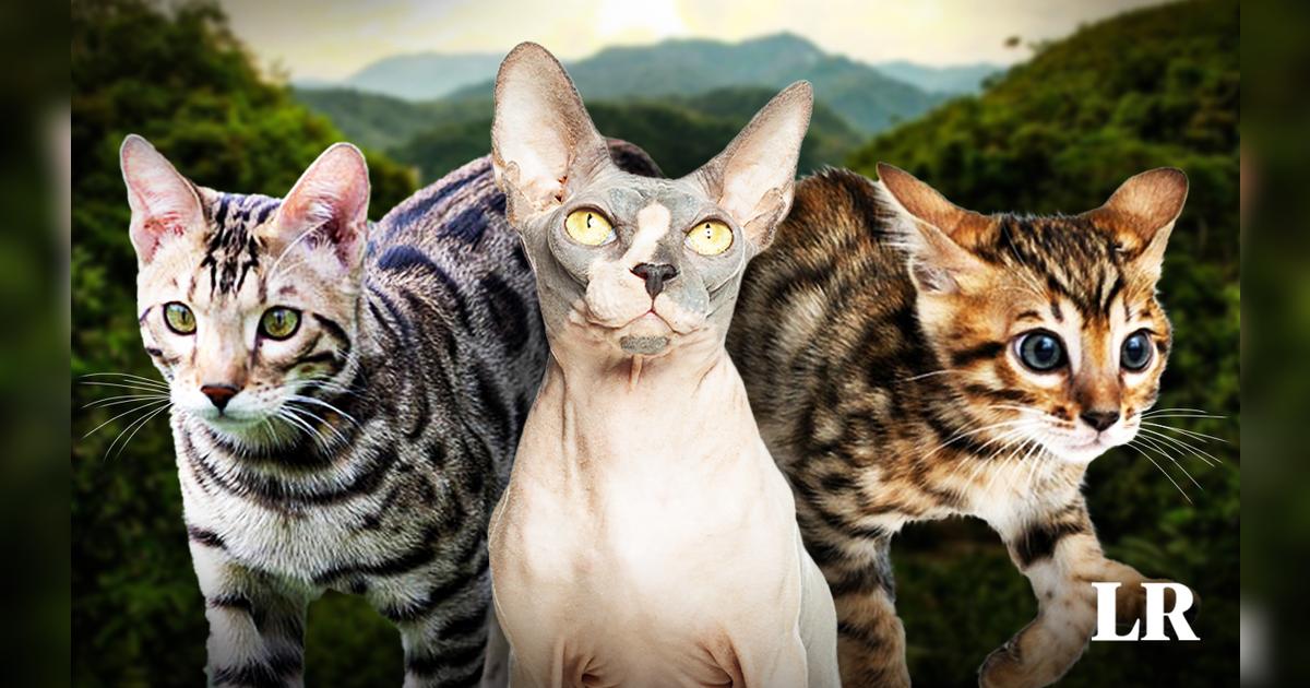 Las 3 razas de gato más exclusivas del mundo en 2024: pagaron hasta 20. ...