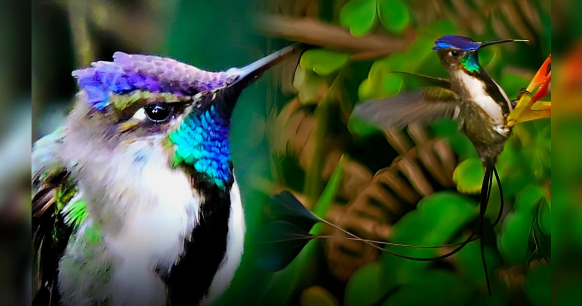 El colibrí más hermoso de la Tierra está en Sudamérica: sus plumas ...