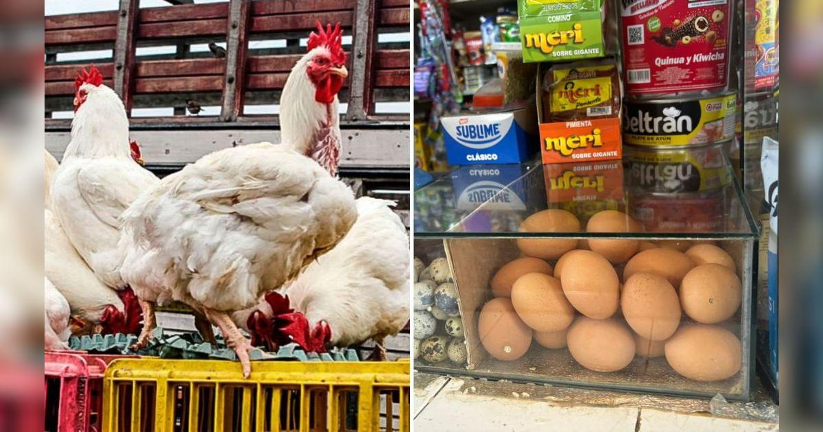 Precio del pollo baja, pero aumenta el costo del huevo: ¿cuánto está el ...