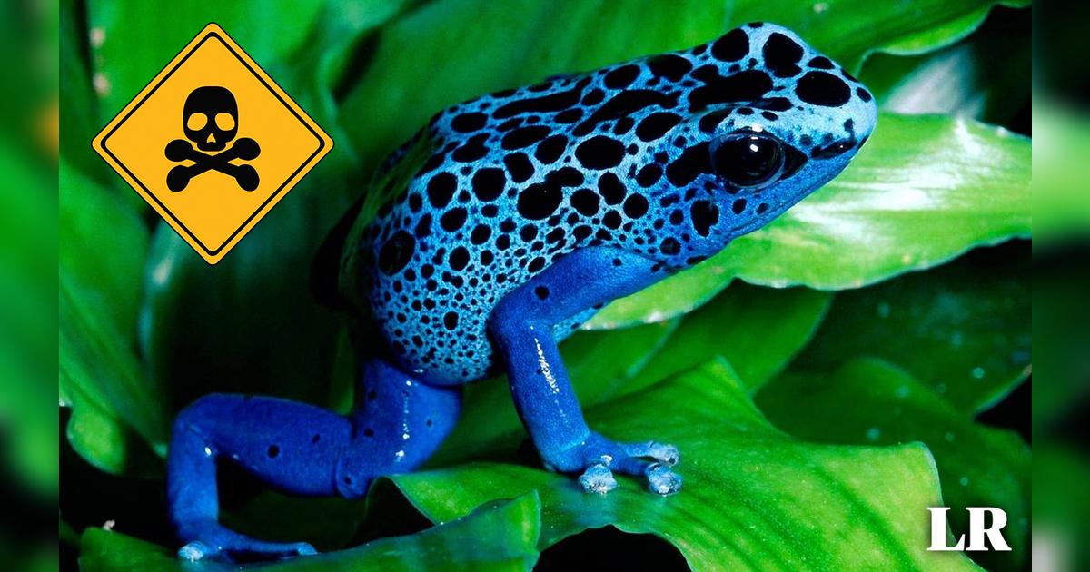 Esta es la rana más venenosa que solo habita en Sudamérica: no se ...