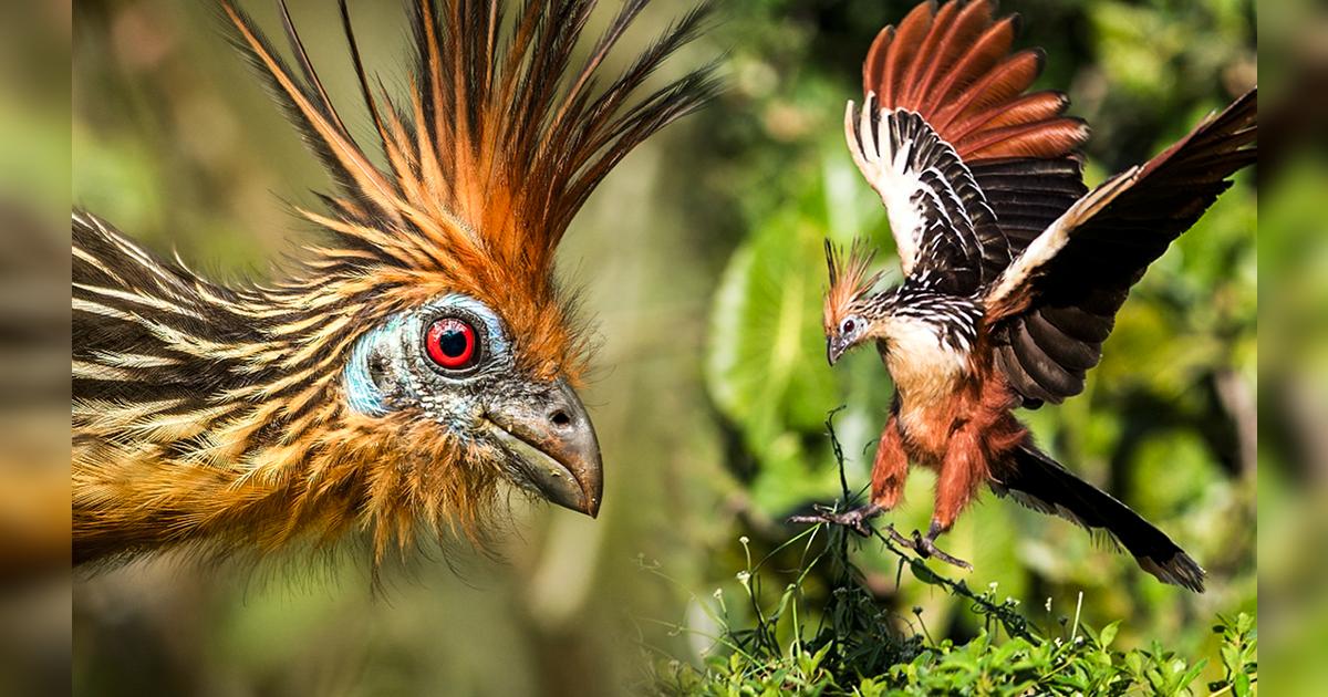 La extraña ave que solo existe en Sudamérica: los polluelos tienen ...