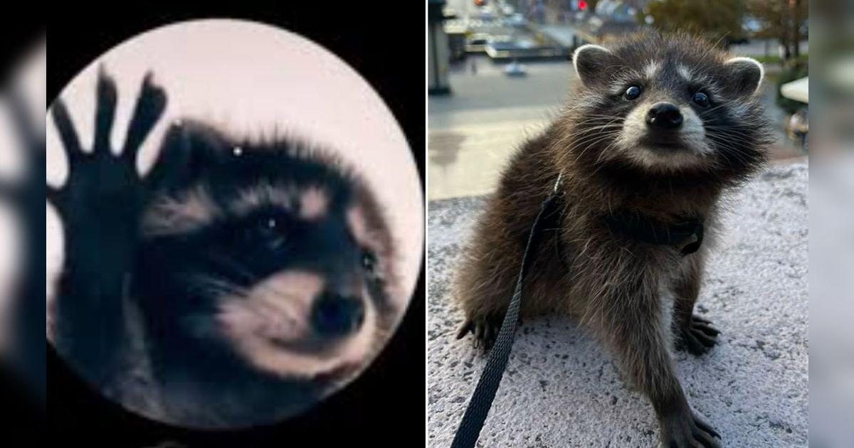 ¿Cómo se originó el clip viral de Pedro, el mapache de TikTok? Conoce ...