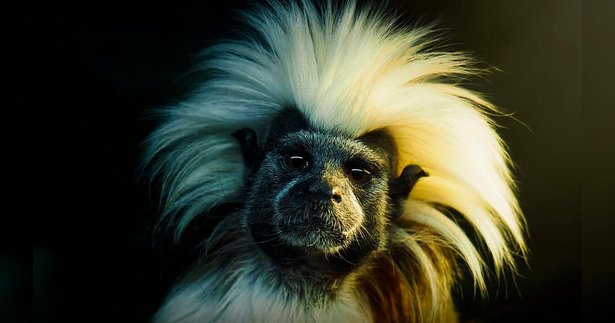 ÚNICOS de Sudamérica: Los 4 animales exóticos destacados por National ...