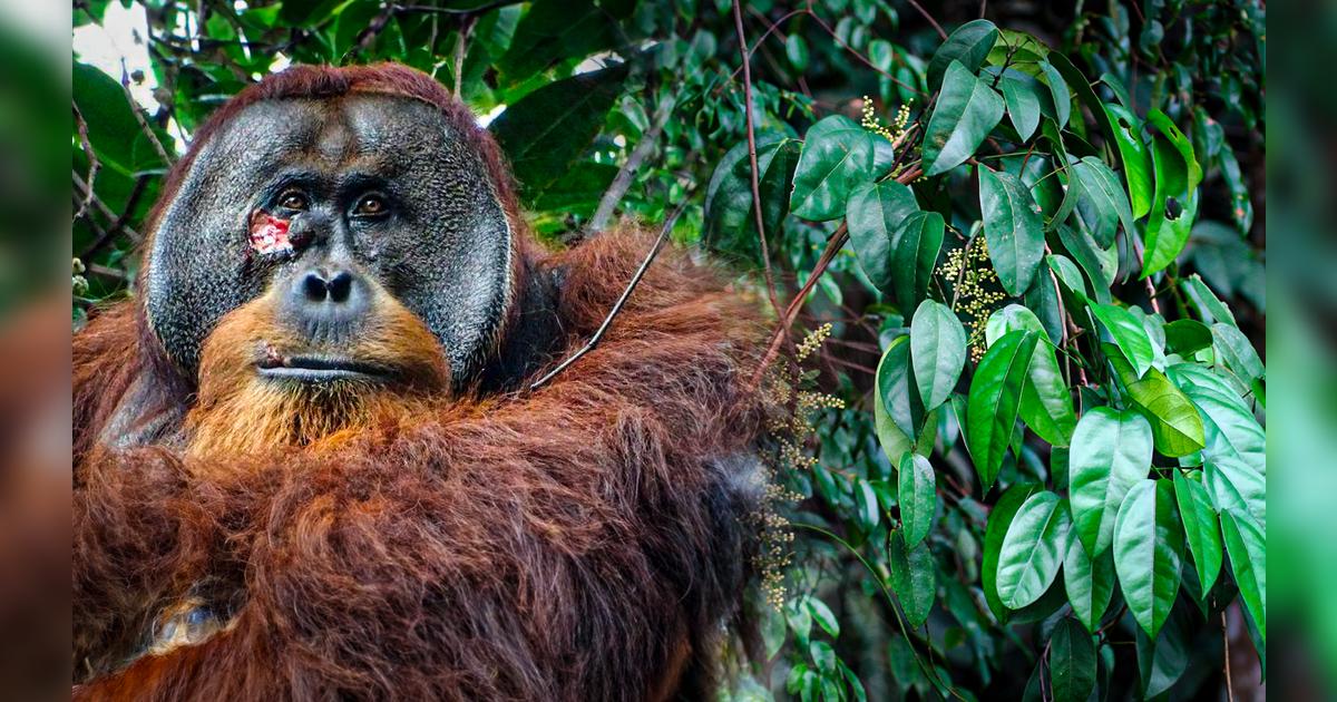 Científicos captan por primera vez a un orangután curándose una herida ...
