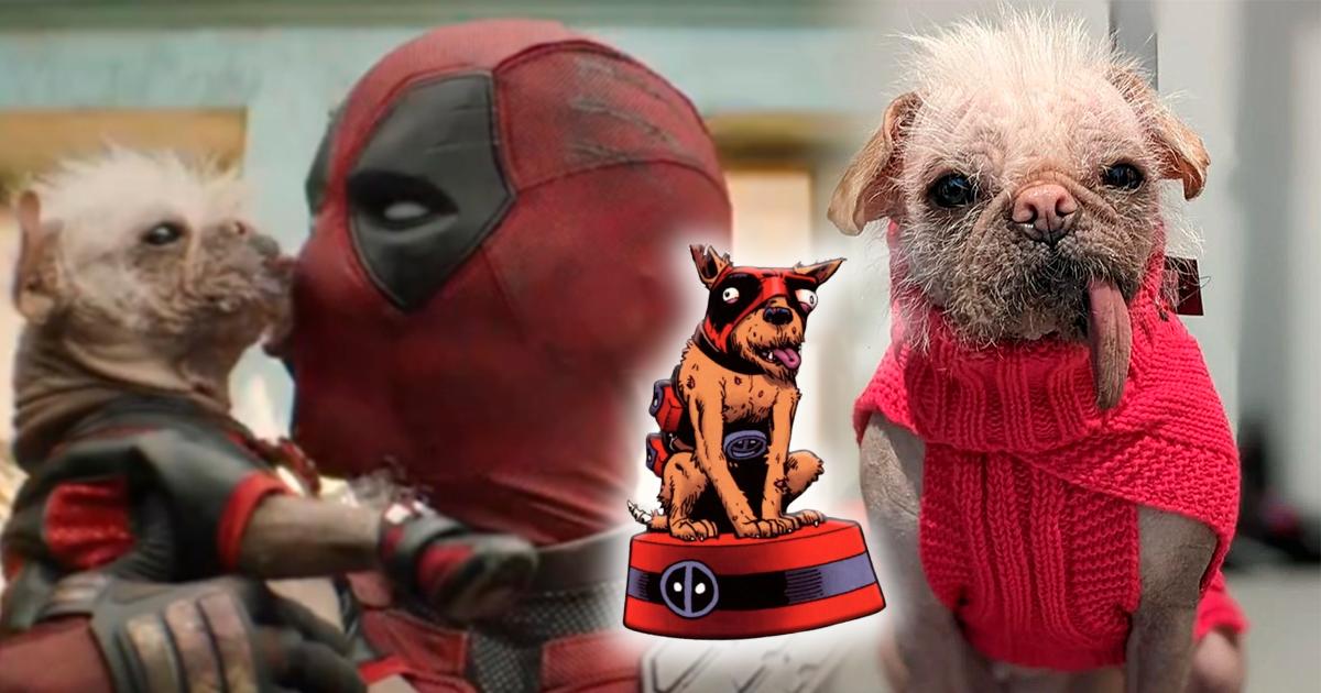 ‘Deadpool & Wolverine’: Conoce a Peggy, la estrella perruna que ...