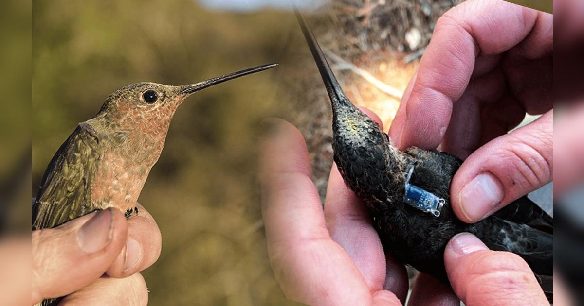Científicos descubren una nueva especie de colibrí más grande del mundo ...