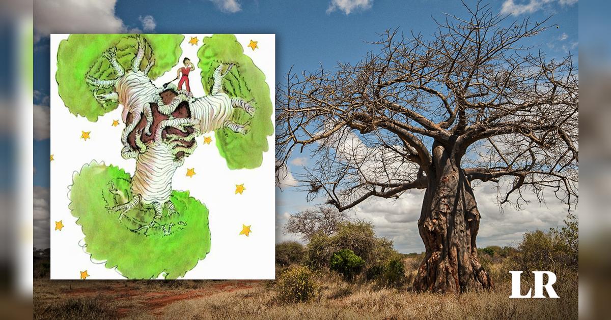 El misterioso origen de los baobabs: el 'árbol de la vida' que sale en ...