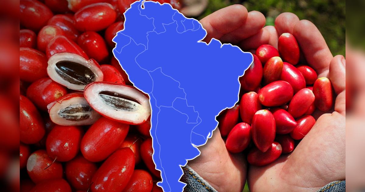 La fruta 'milagrosa', convierte los sabores ácidos en dulces, es ...