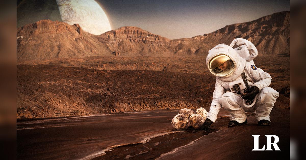 La papa: el tubérculo del Perú que la NASA quiere cultivar en Marte ...