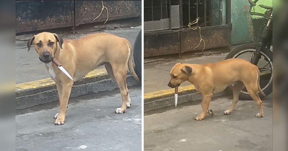 Peruana capta perrito en el Callao con un cuchillo en la boca y dicen ...