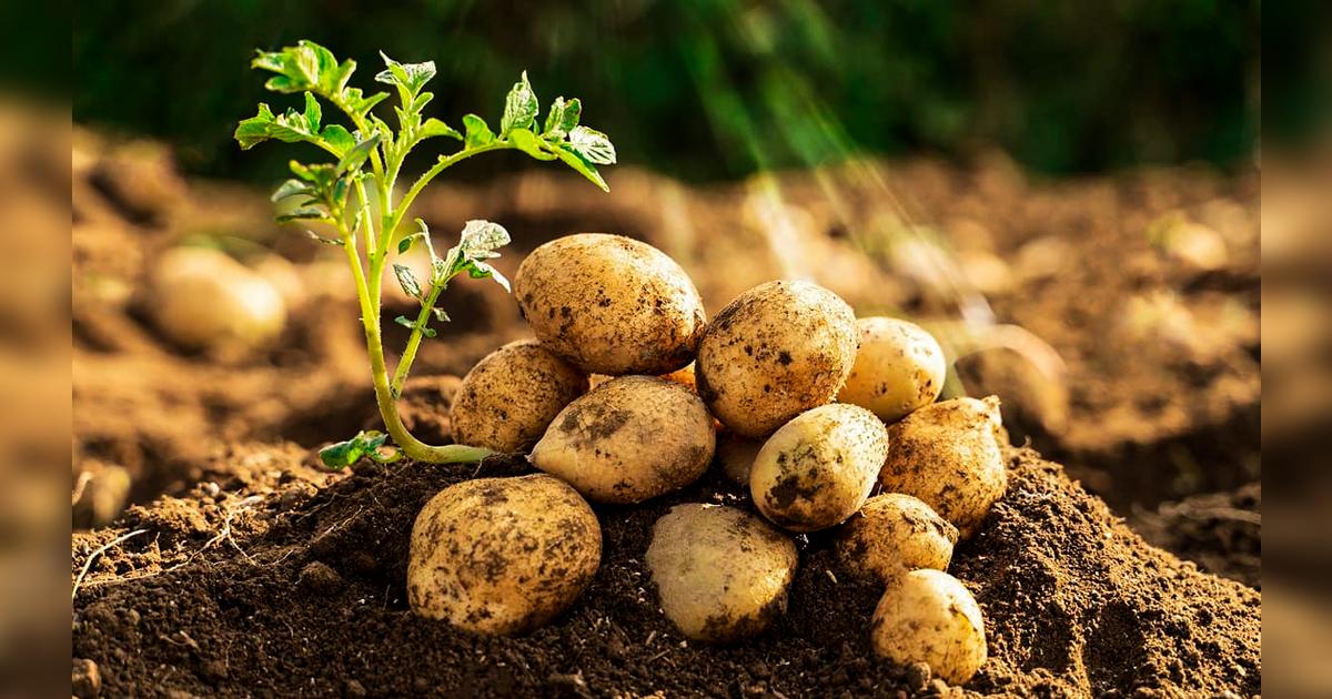 Científicos en Sudamérica desarrollan un nuevo tipo de papa inmune al ...