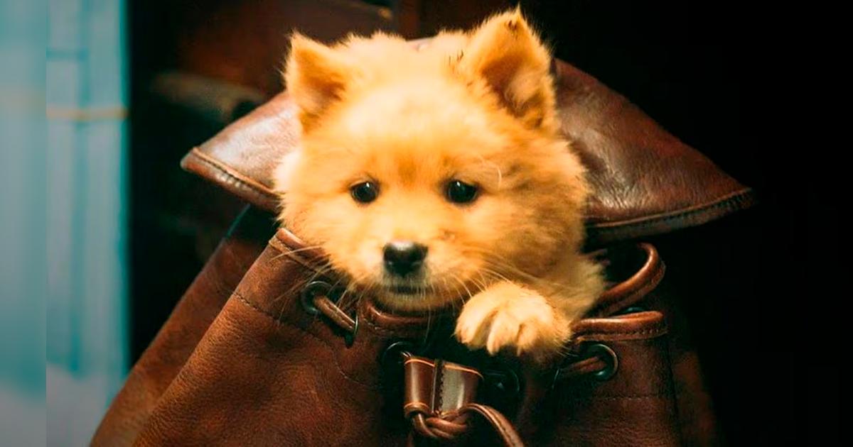 ¿Dónde y cómo VER ‘Hachiko 2: siempre a tu lado’ (2024) ONLINE ...