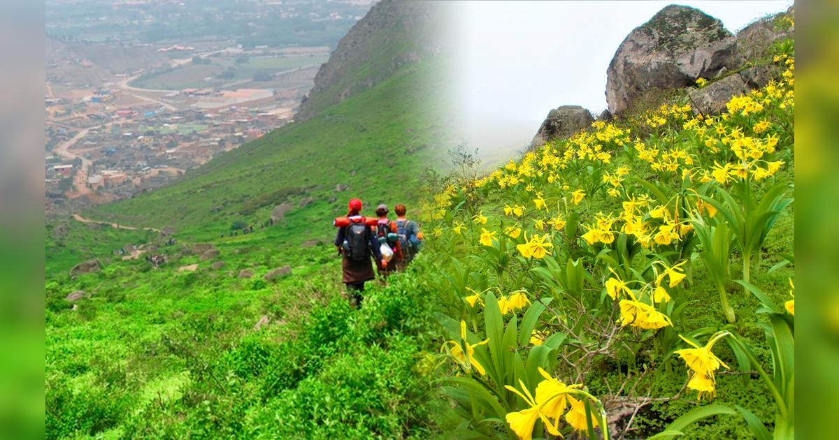 Conoce el top 5 de lomas de Lima más atractivas para hacer trekking este invierno 2024 | Lomas ...