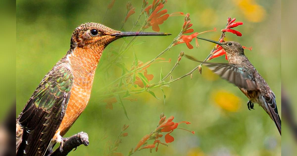 El colibrí más grande de la Tierra está en Sudamérica: mide como una ...