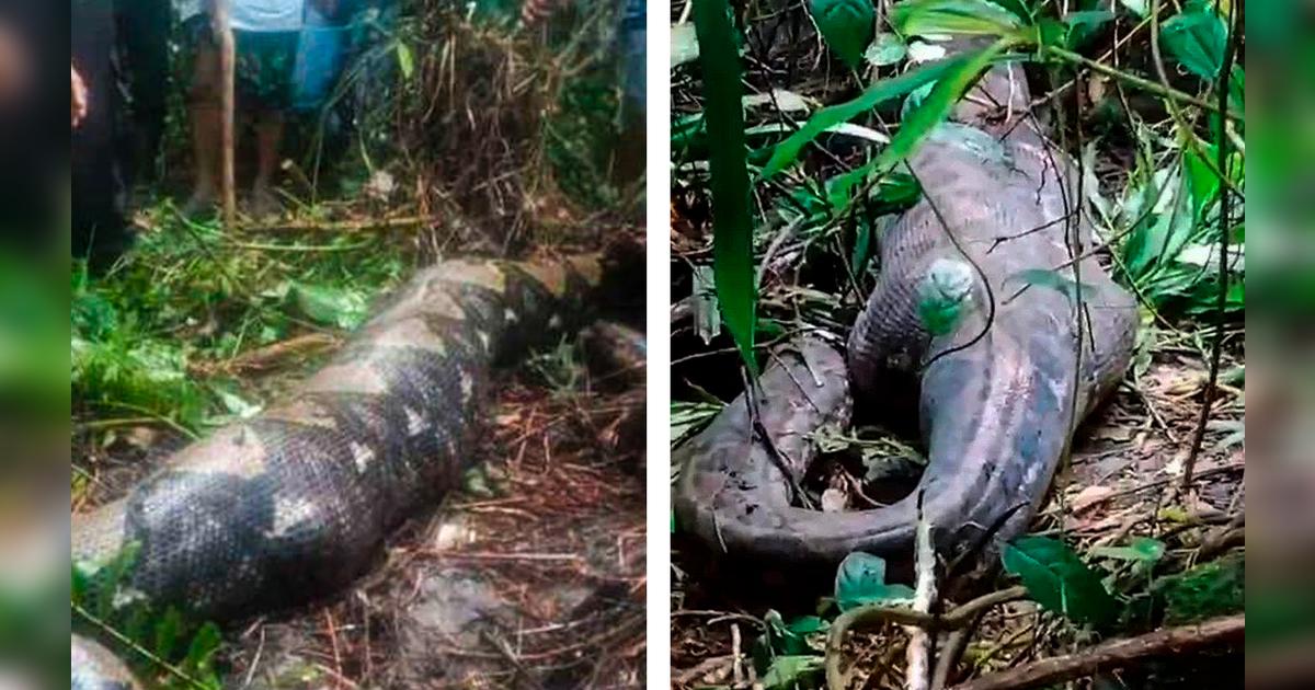 VIDEO | Mujer es encontrada muerta dentro de una pitón de 5 m: había ...