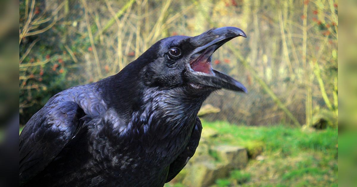 Los Cuervos pueden contar en voz alta como niños pequeños, según ...