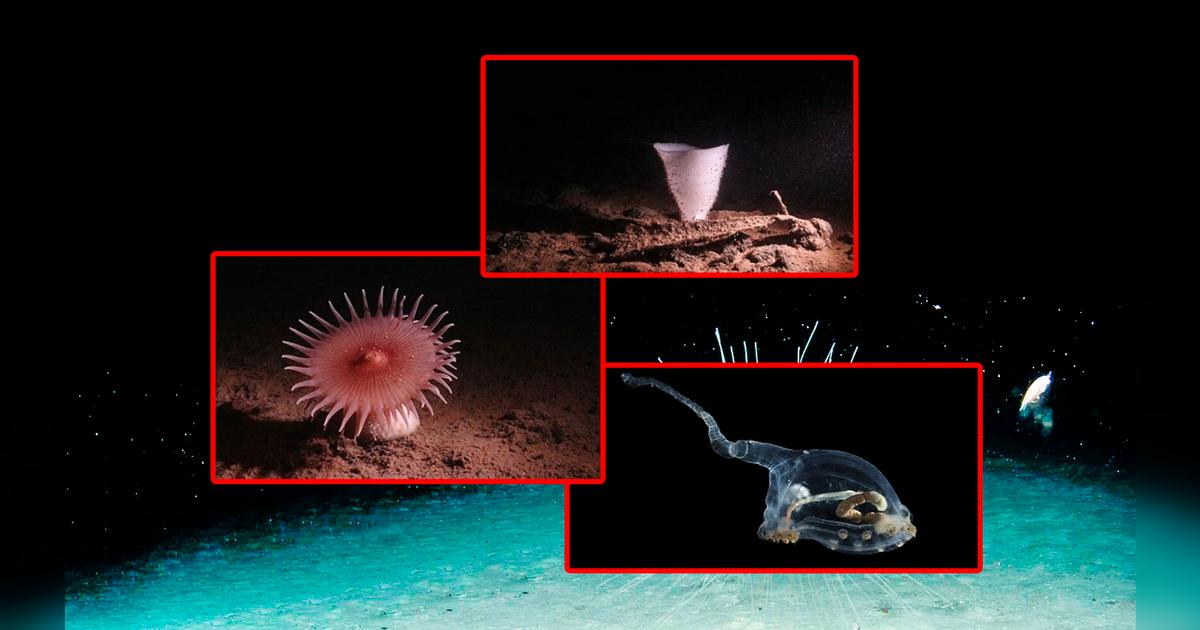 Las sorprendentes imágenes de especies con aspecto alienígena halladas ...