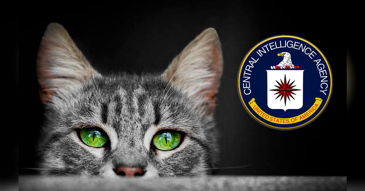 Operación Acoustic Kitty, la misión que costó 20 millones de dólares y quiso convertir a gatos ...