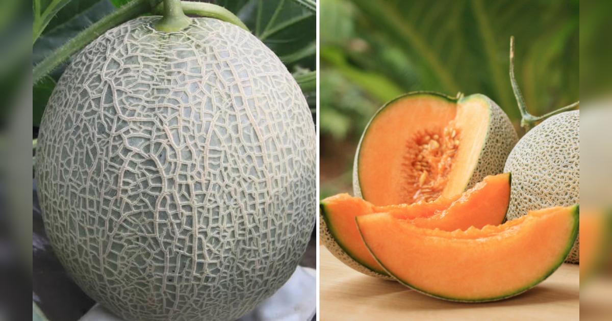Conoce cuál es la fruta más cara del mundo: su precio alcanzó el mismo ...