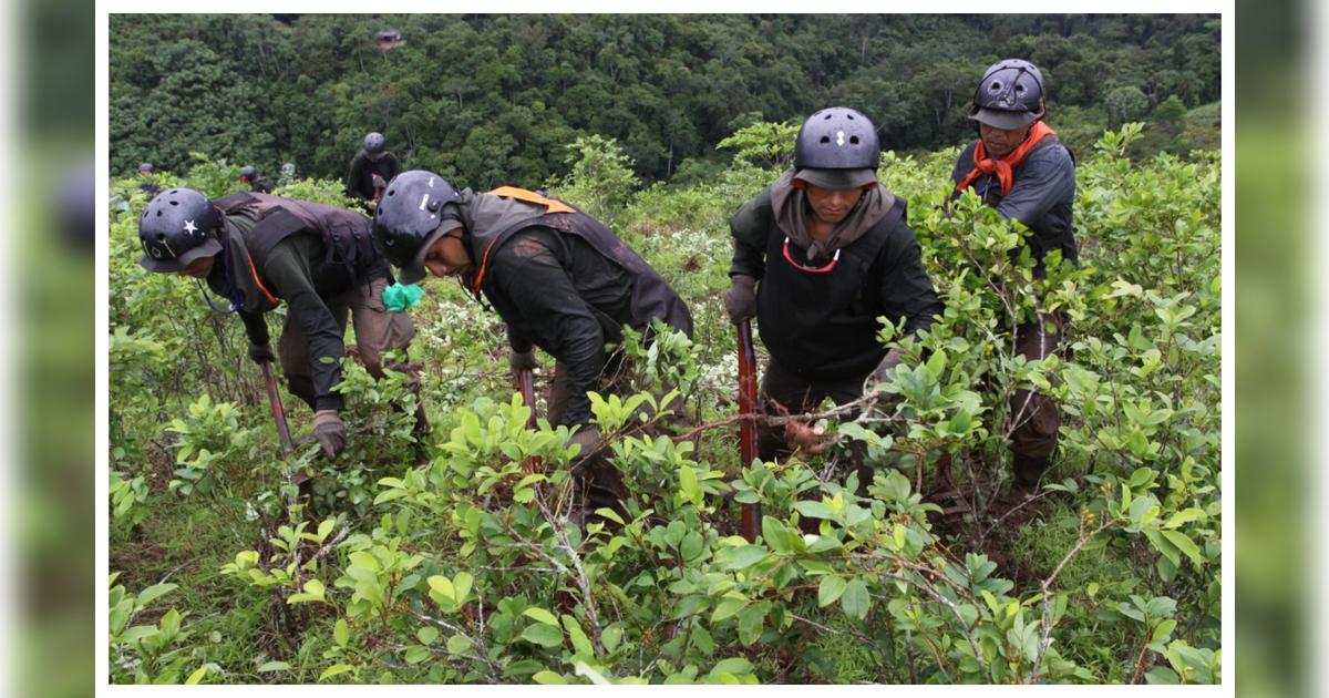 Extensión de cocales ilícitos se redujo en 2.34% en todo el país en ...