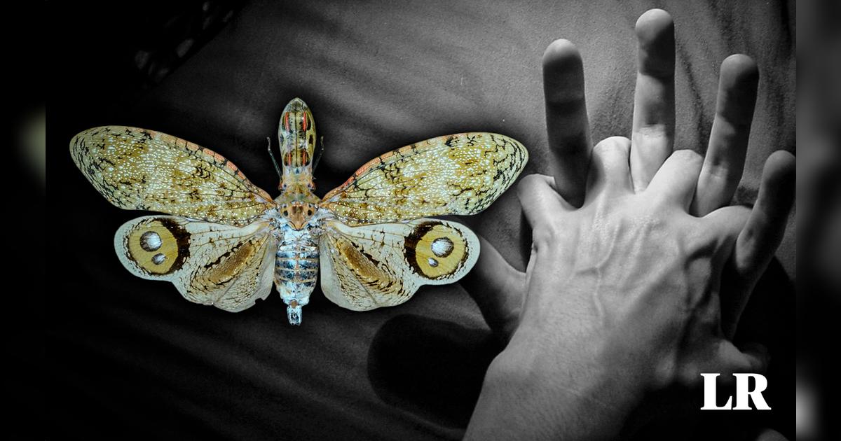 La leyenda de la Machaca, el insecto cuyo veneno solo se cura con sexo ...