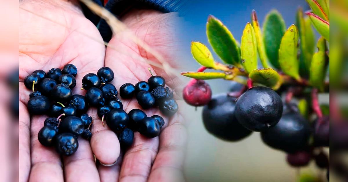 Conoce la fruta que crece en el Perú y tiene el mismo efecto que el ...