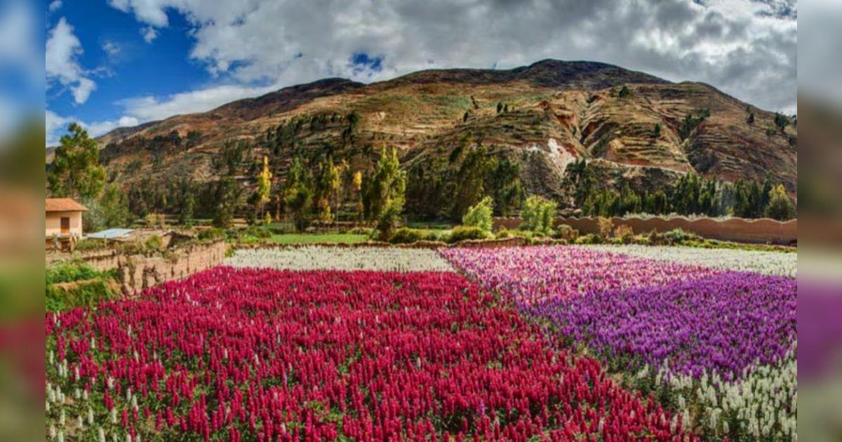 La Ciudad de las flores: descubre que localidad peruana recibe este ...
