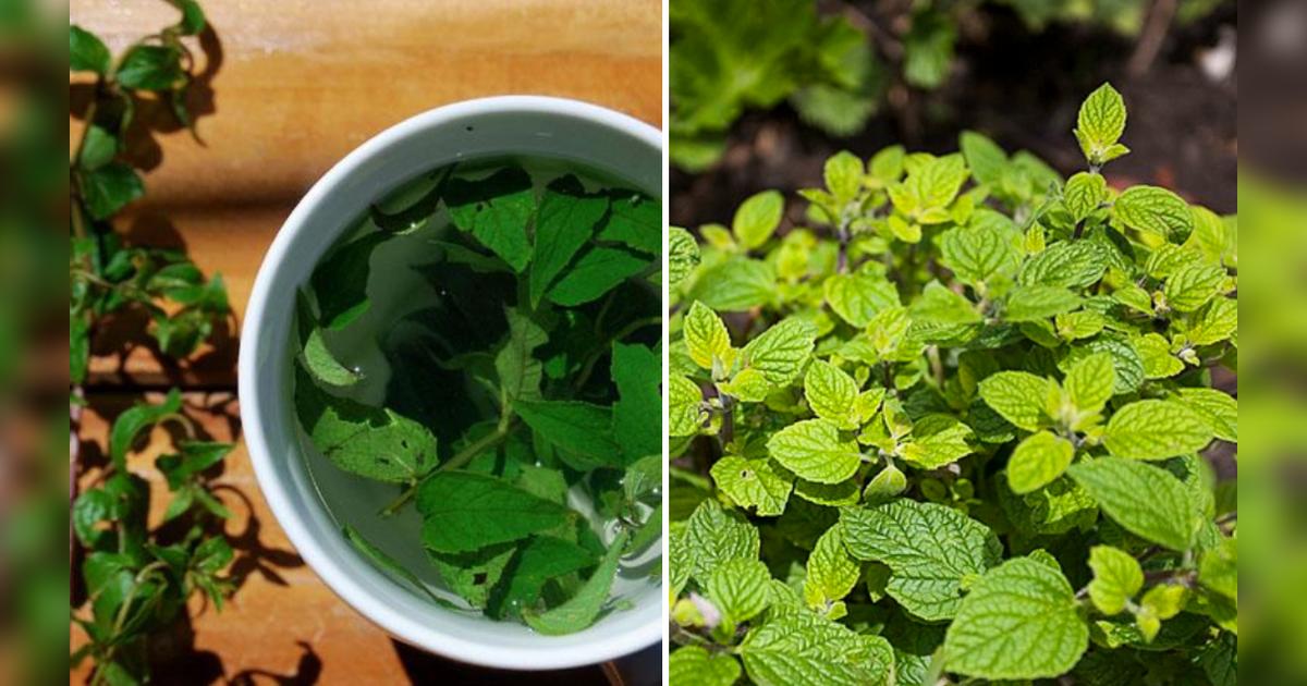 Muña| La planta medicinal que se usaba desde el tiempo de los incas ...