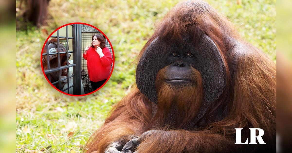 El primer orangután que 'hablaba' con los humanos: sabía lengua de ...