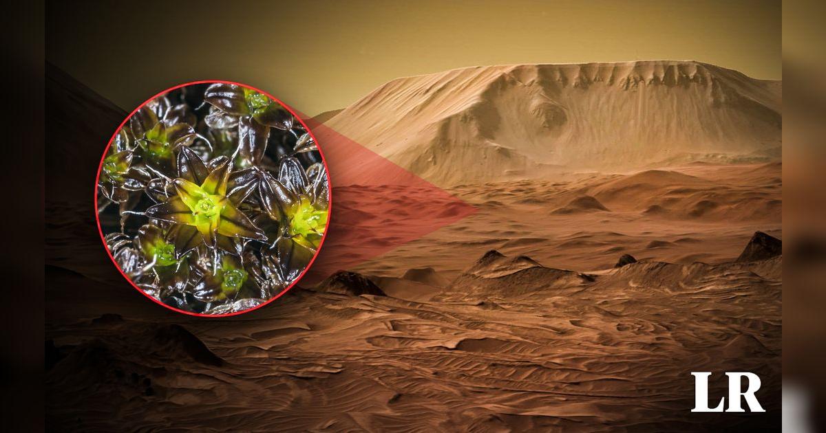 La planta del desierto que podría volver fértil la superficie de Marte ...