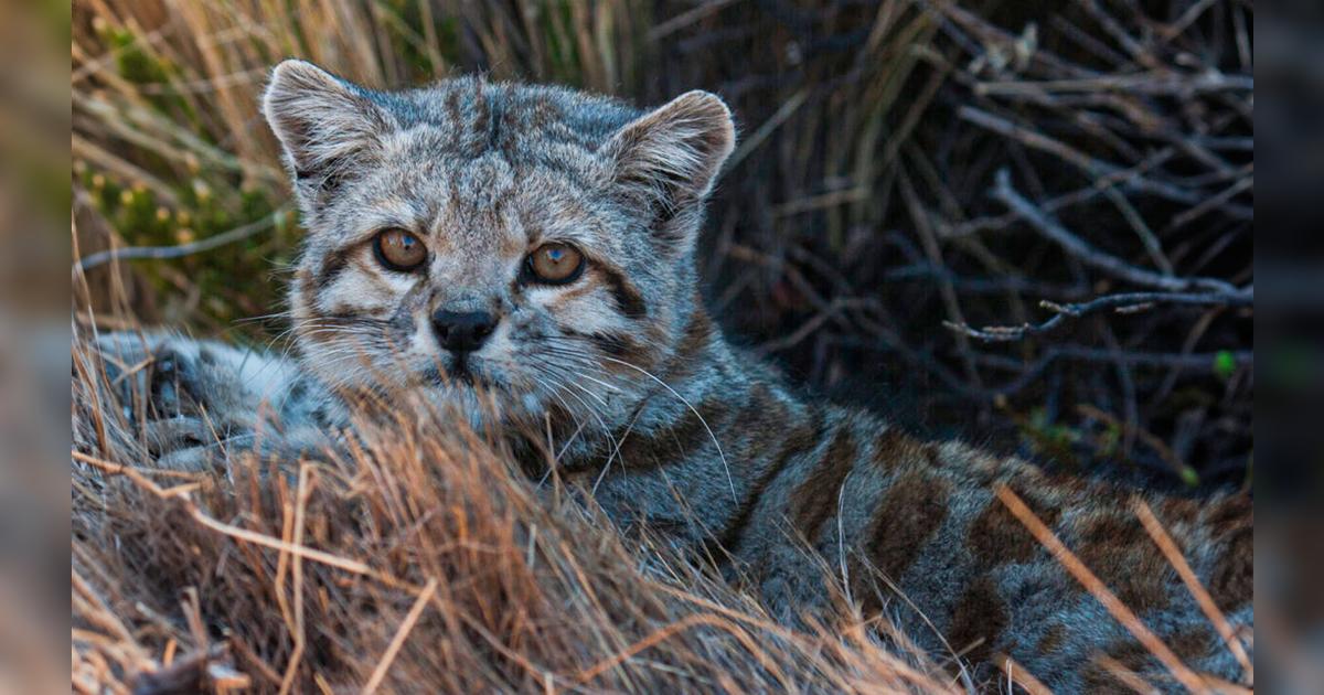 El gato 'fantasma' que vive en Sudamérica y es uno de los felinos más ...