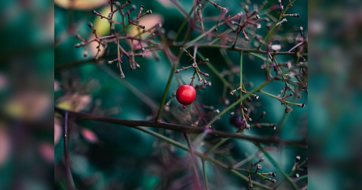 El fruto desconocido que reemplazaría al azúcar: produce colágeno ...