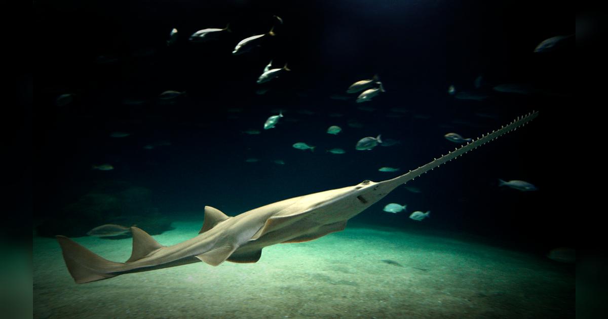 El EXTRAÑO pez que se creía extinto por 16 años, reaparece en Florida ...