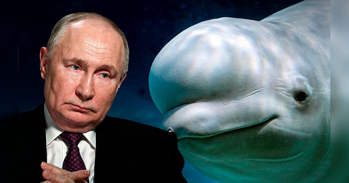 Hallan muerta a la famosa 'beluga espía' rusa en Noruega: "es ...