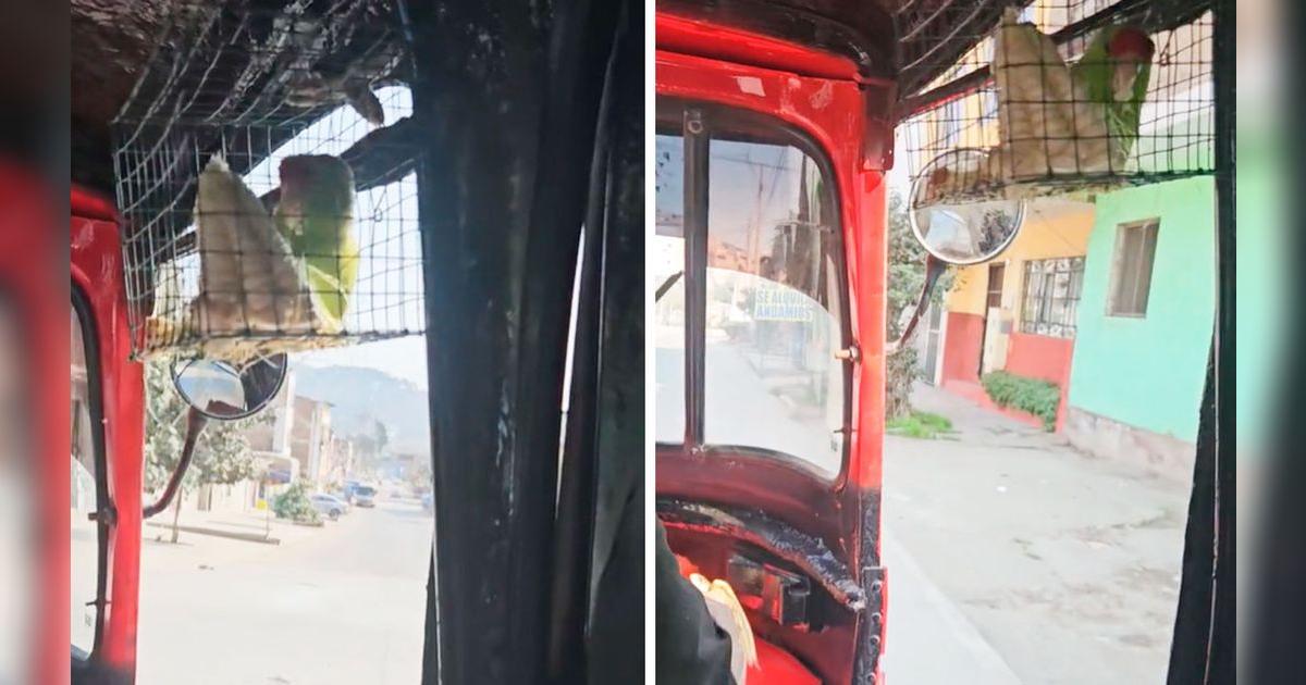Mototaxista en Perú sorprende al llevar a su loro mascota en su ...
