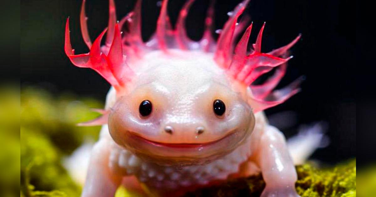 El animal que fue considerado un 'dios' en una cultura de América ...