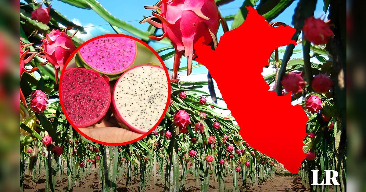 Se cultiva en Perú, tiene más de 200 variedades y es conocida como la ...