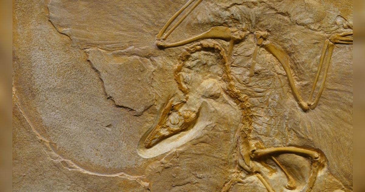 Científicos hallan fósil de “dragón” de hace más de 240 millones de ...