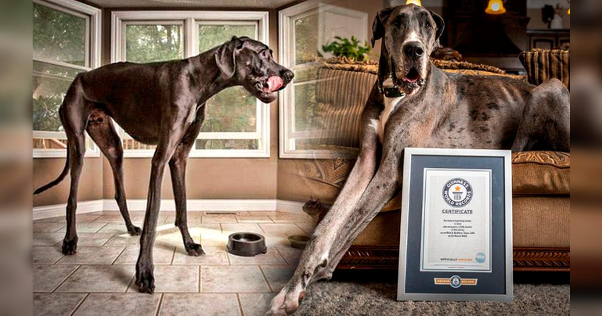 El perro más alto del mundo que vivió en Estados Unidos perdió la ...