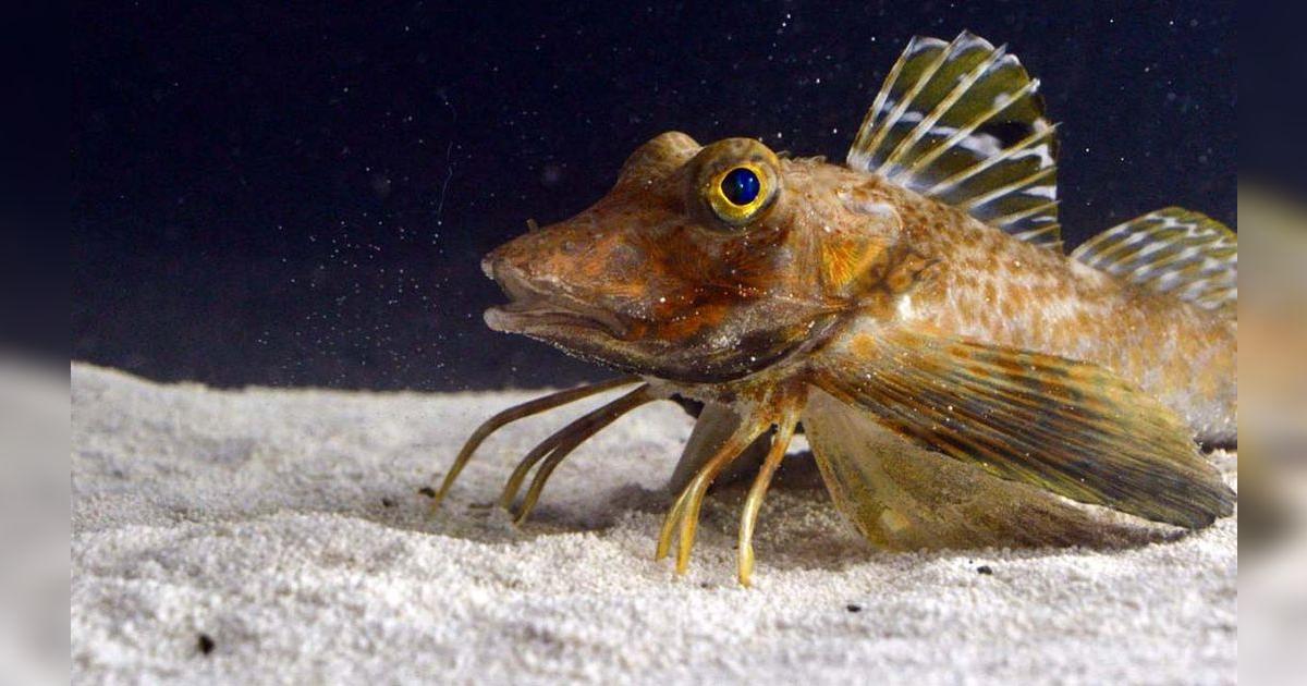 El peculiar animal que tiene cuerpo de un pez, alas de un pájaro y ...