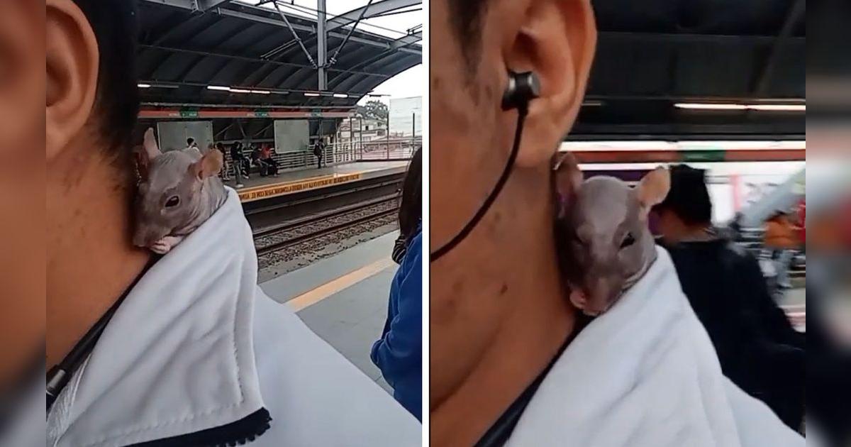 Peruano se pasea con su rata ‘egipicia’ en el Metro de Lima y es furor ...