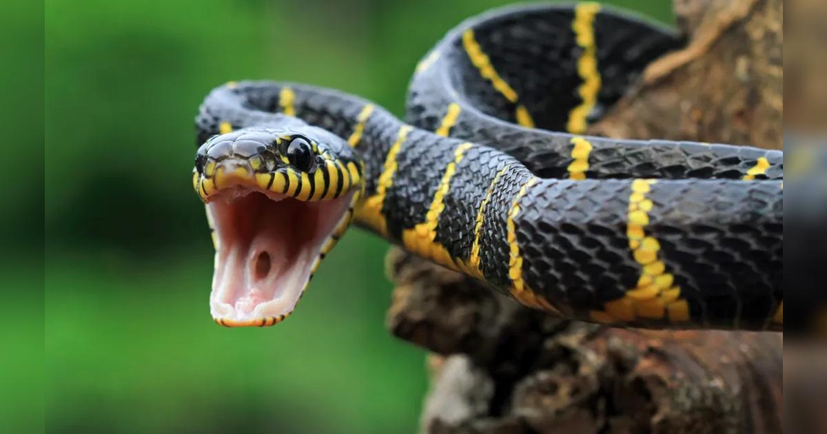 La isla de Sudamérica que está repleta de serpientes venenosas: nadie ...