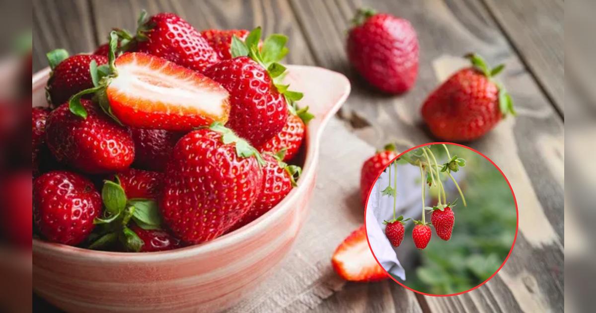 Los puntos de las fresas esconden una función especial, ¡y no son ...