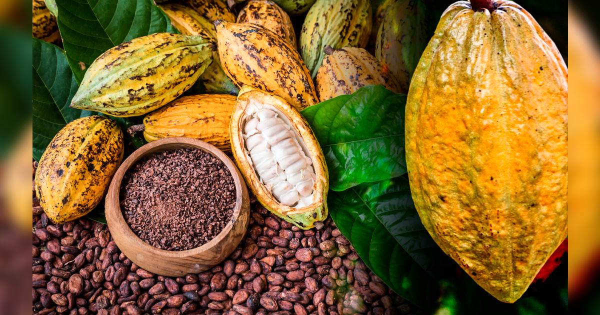 Ni México ni Perú: conoce el país de Sudamérica donde nació el cacao ...