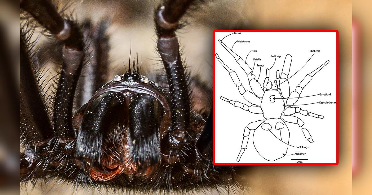 Araña trampera "gigante" es encontrada en Australia y se vuelve la más ...