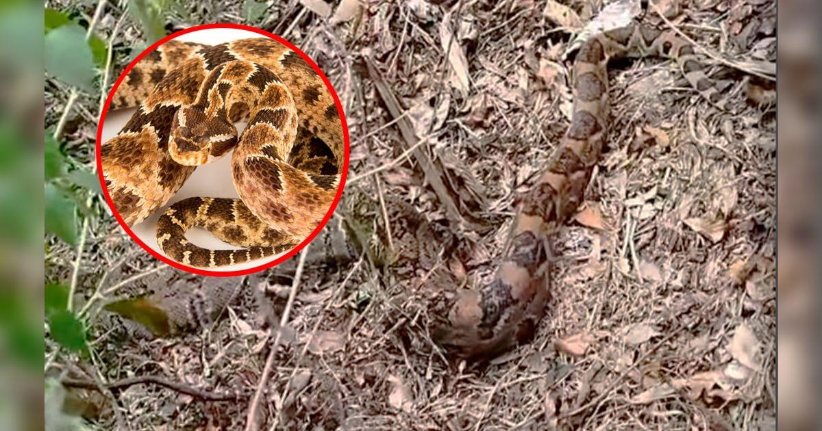 Capturan a serpiente venenosa gigante de 4 metros en Jaén ...