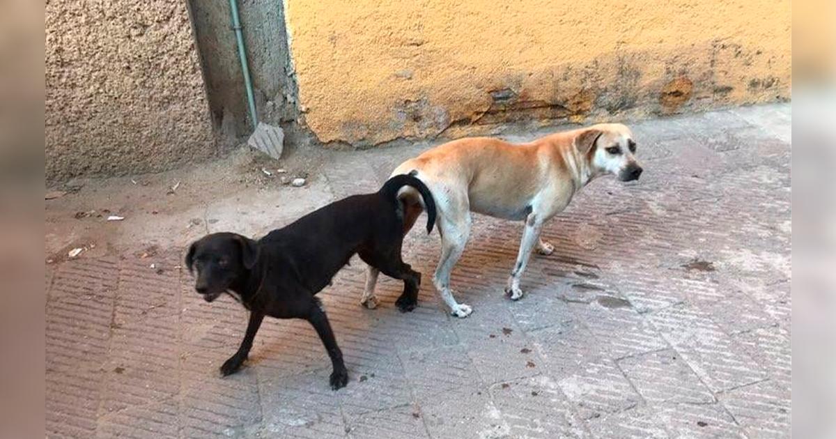 ¿Un perro castrado puede montar a una perra en celo? | atmpe | Datos LR ...