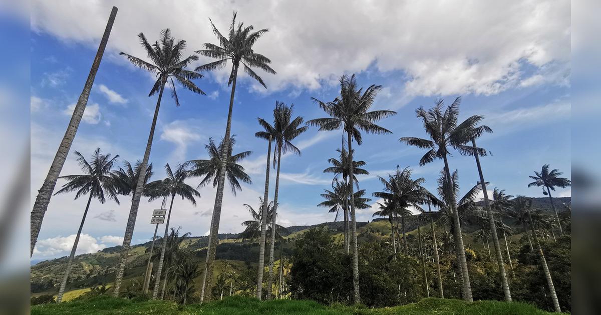 La palmera más alta del mundo está en Sudamérica: fue reconocida por el ...