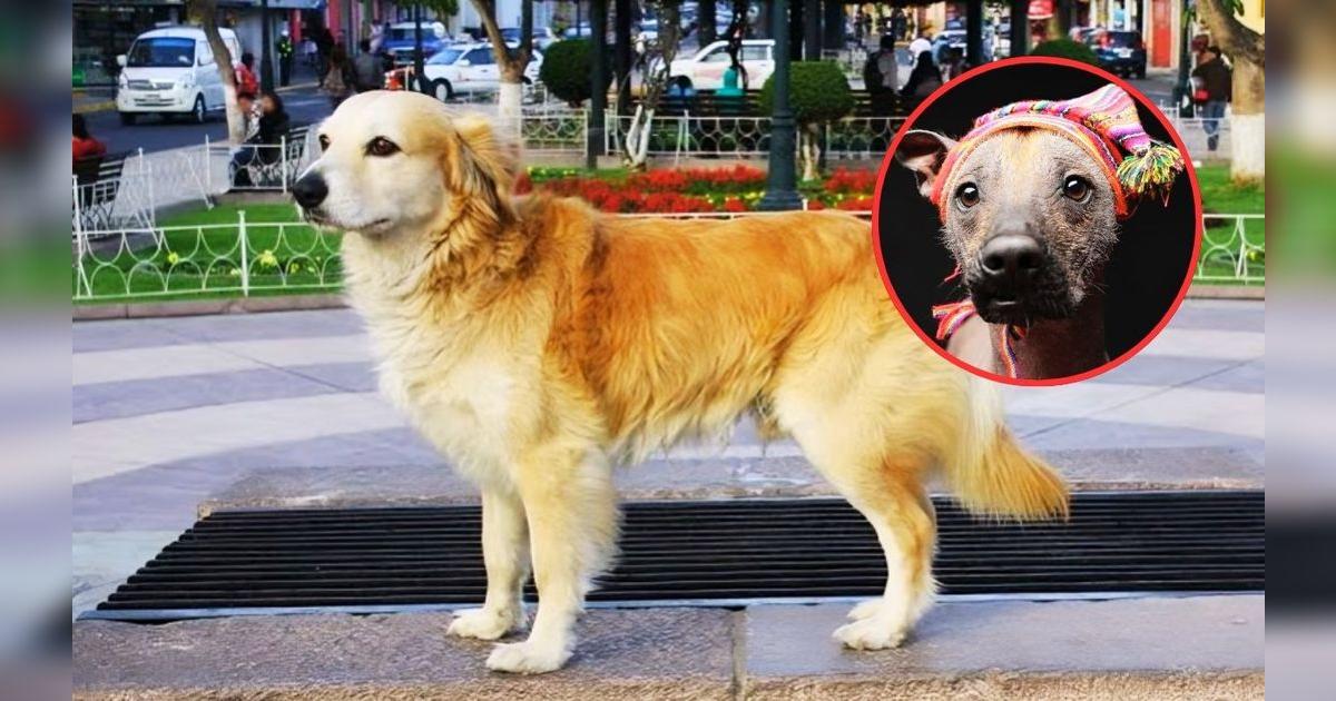 El chiribaya, la raza de perro originaria de Perú que habría sido más ...